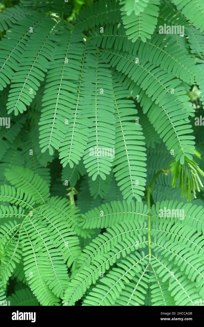 Shameplant hi-res stock photography and images - Alamy