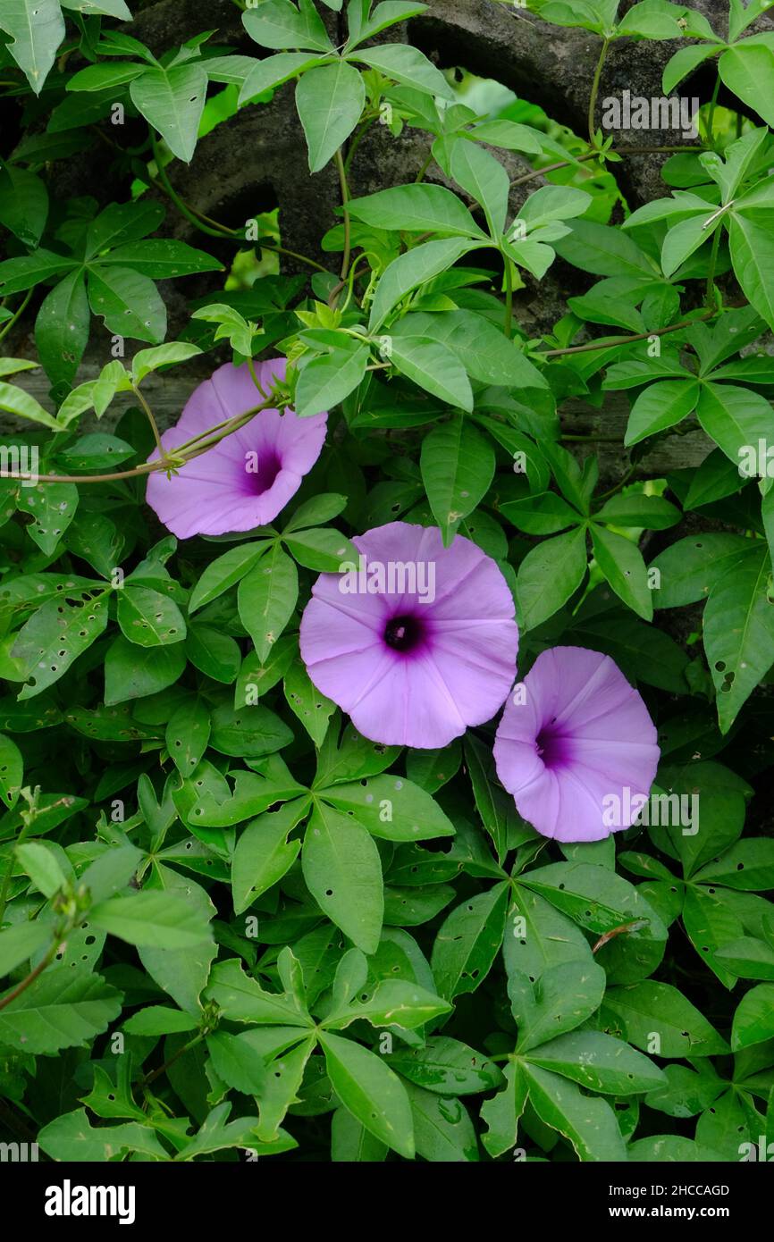Bower plant hi-res stock photography and images - Alamy