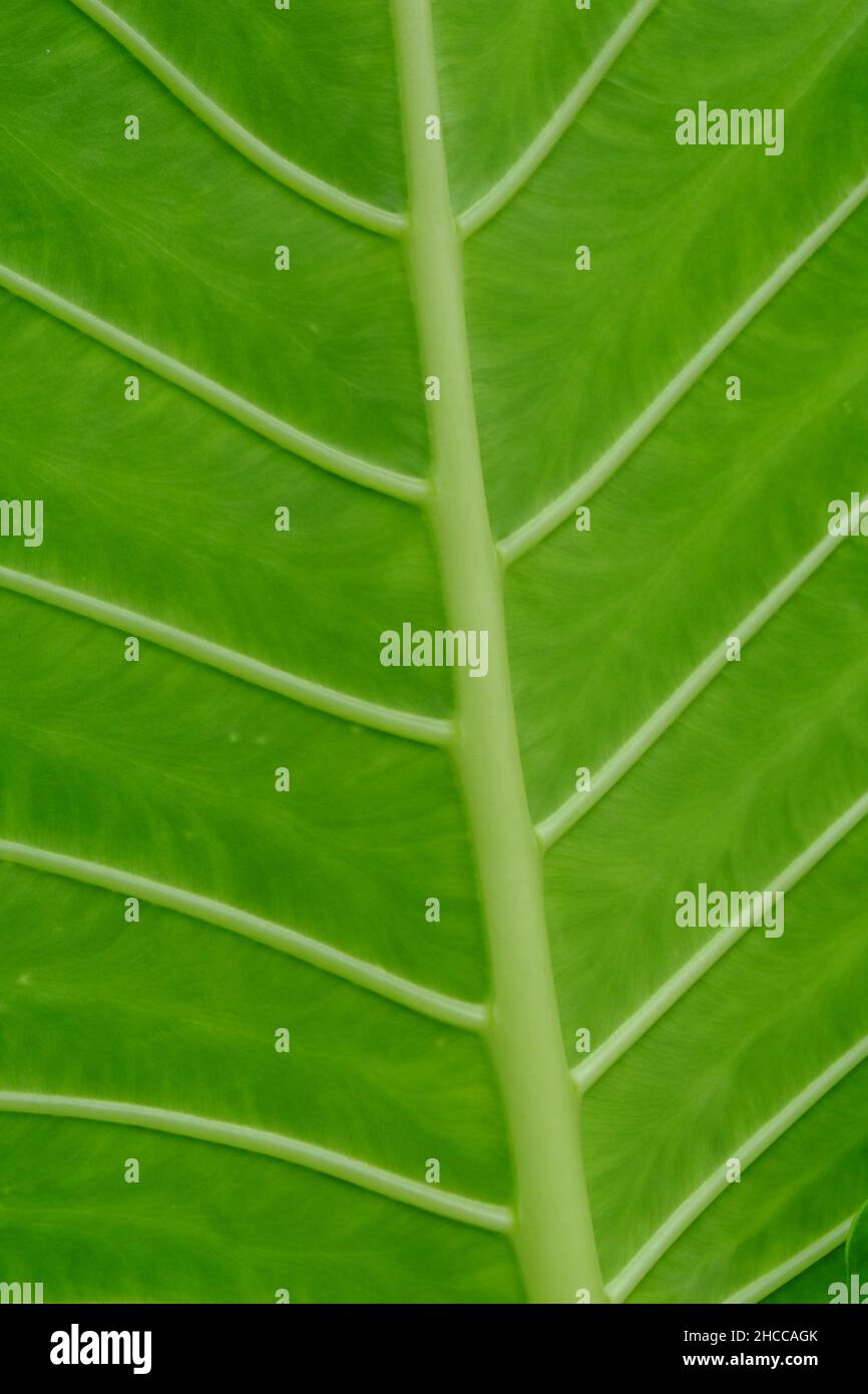 Textural details hi-res stock photography and images - Alamy