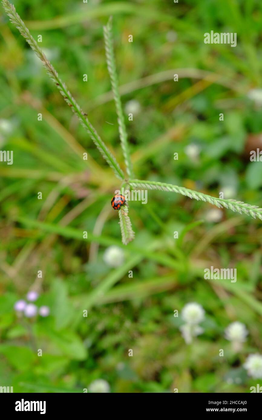 Selective focus shot of a ladybug on a thin plant Stock Photo - Alamy