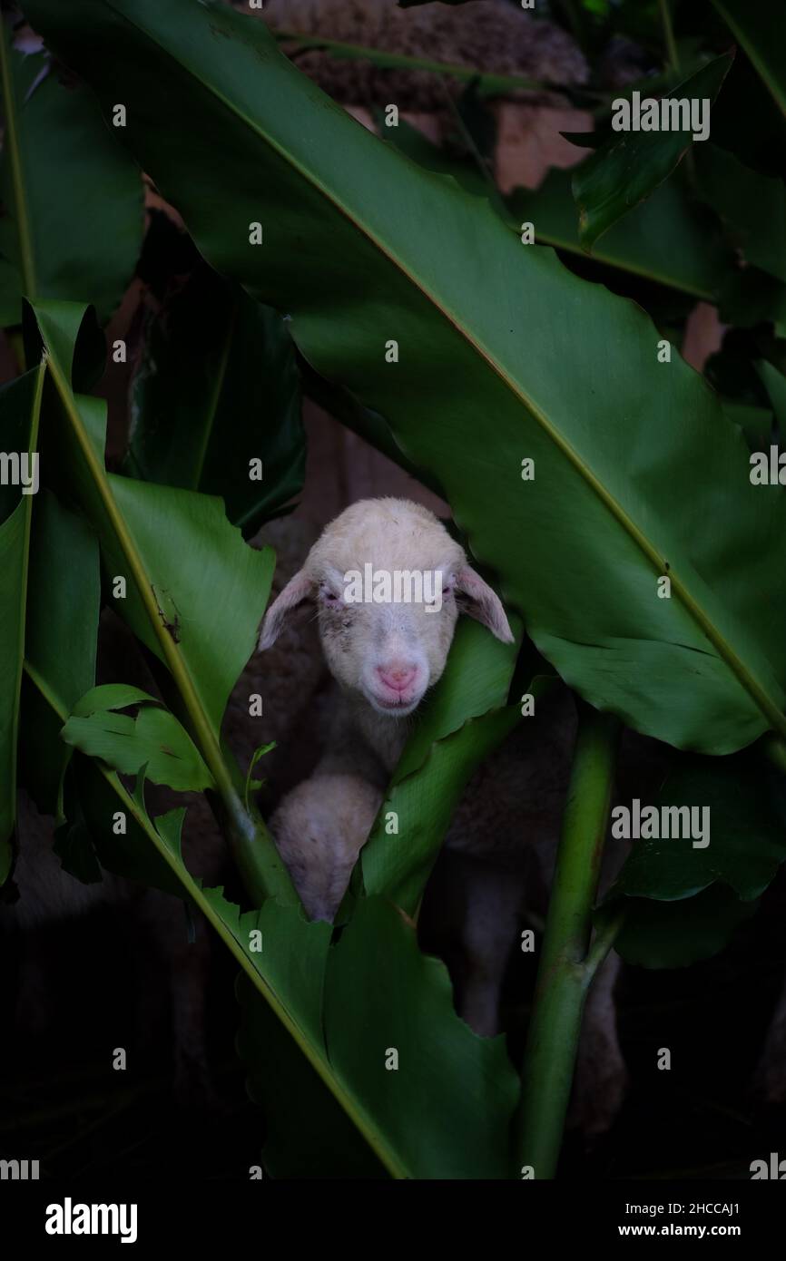 Beautiful baby sheep hi-res stock photography and images - Alamy