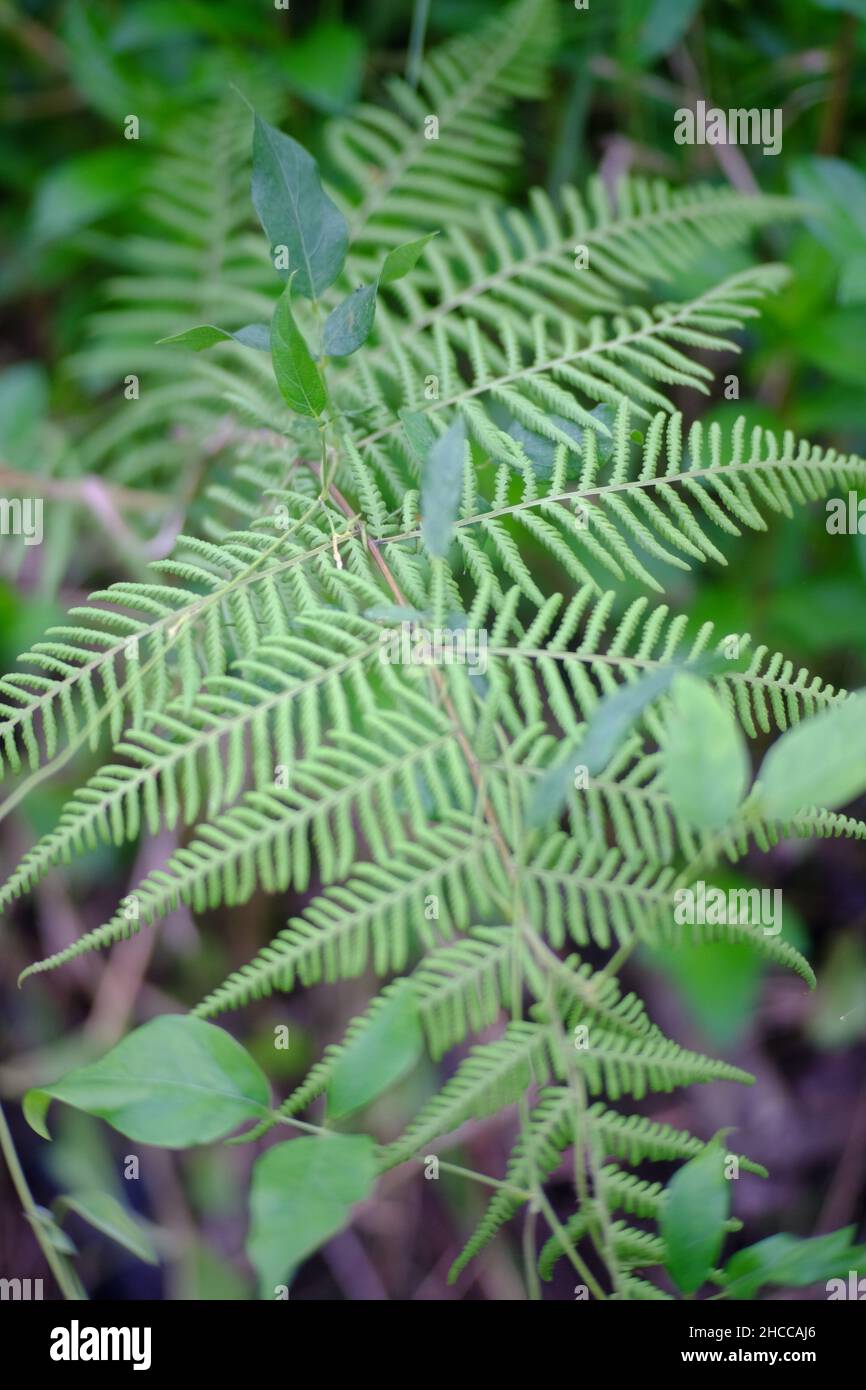 Shameplant hi-res stock photography and images - Alamy