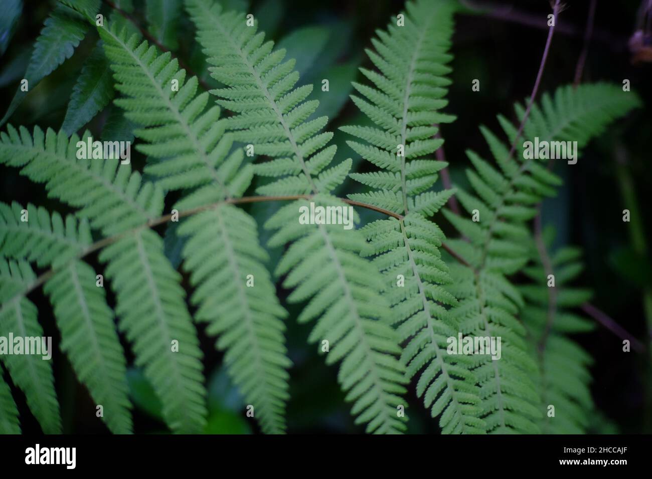 Shameplant hi-res stock photography and images - Alamy