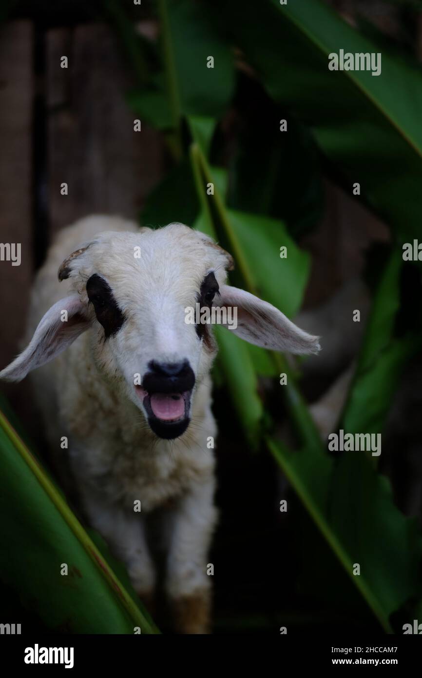 Beautiful baby sheep hi-res stock photography and images - Alamy