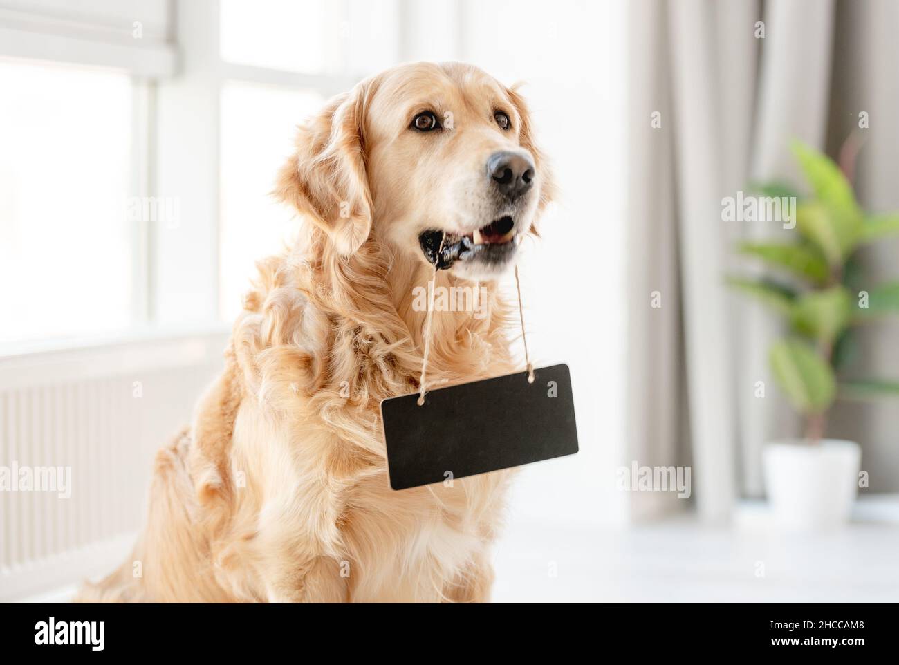 Golden retriever dog holding black plate with copyspace and looking ...