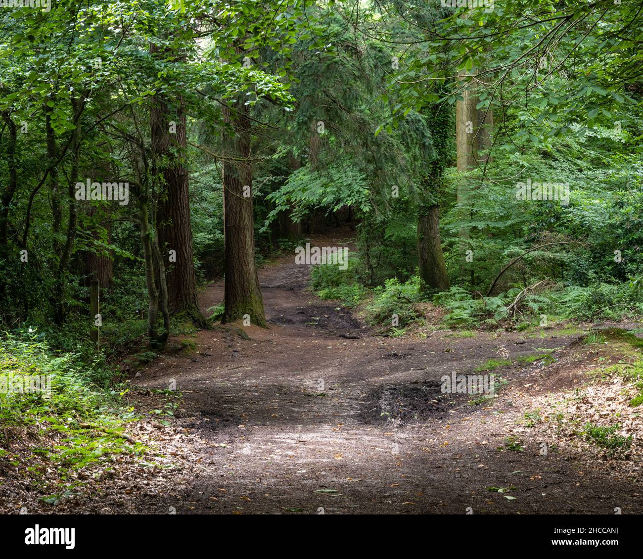 A path leads through the trees of Puddletown Forest near Dorchester in ...