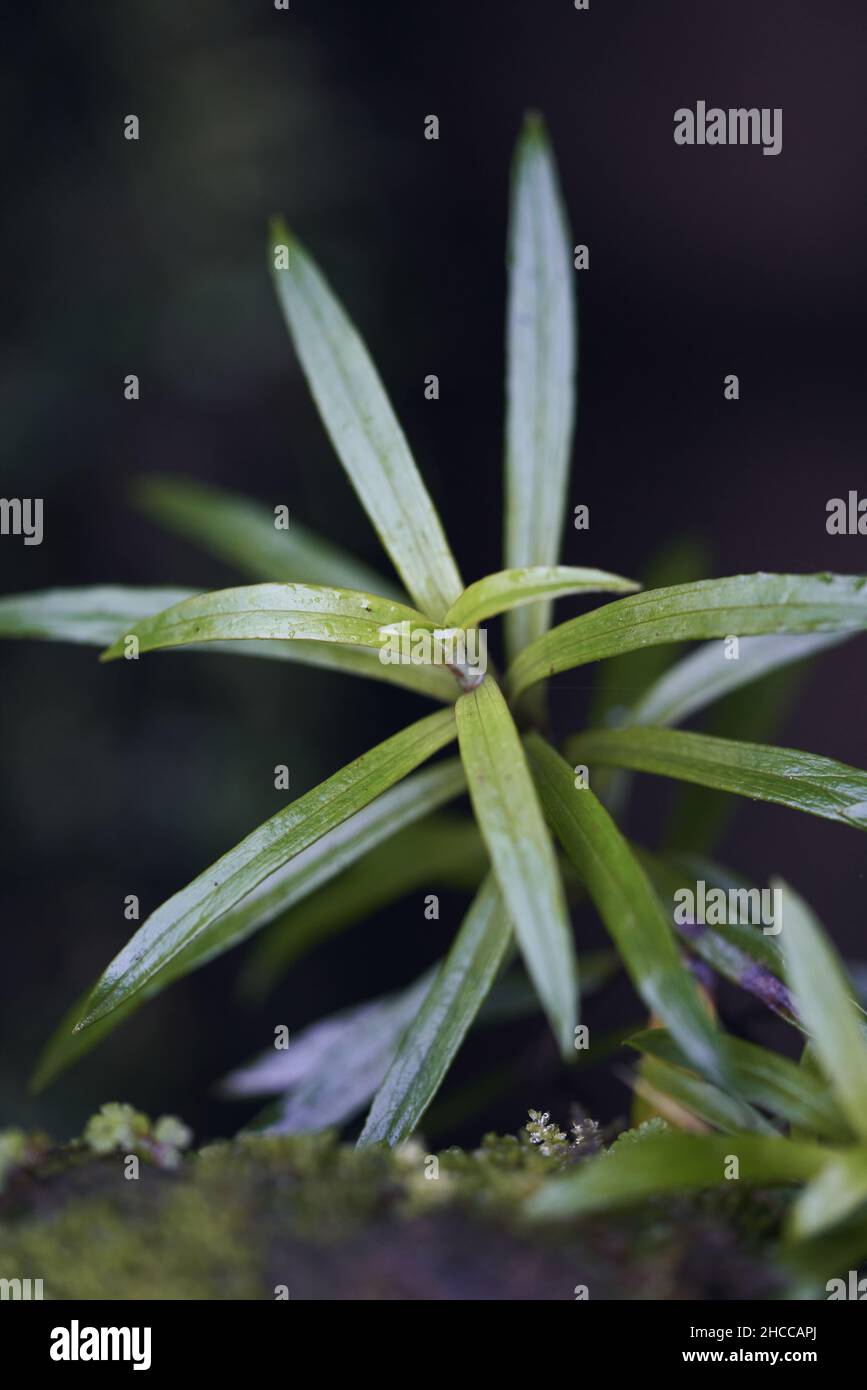 Thin green leaves hi-res stock photography and images - Alamy