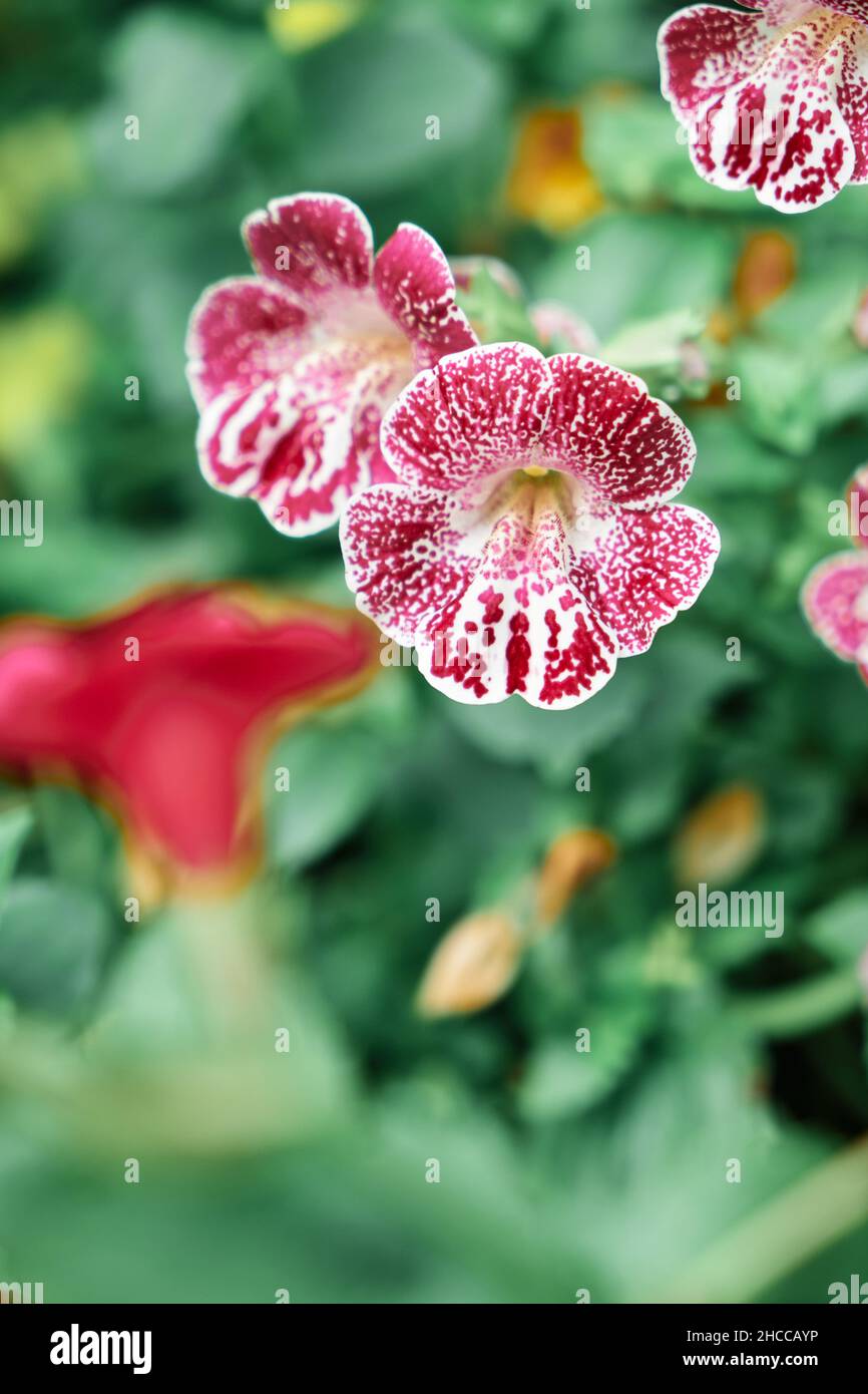 Kohleria hi-res stock photography and images - Alamy