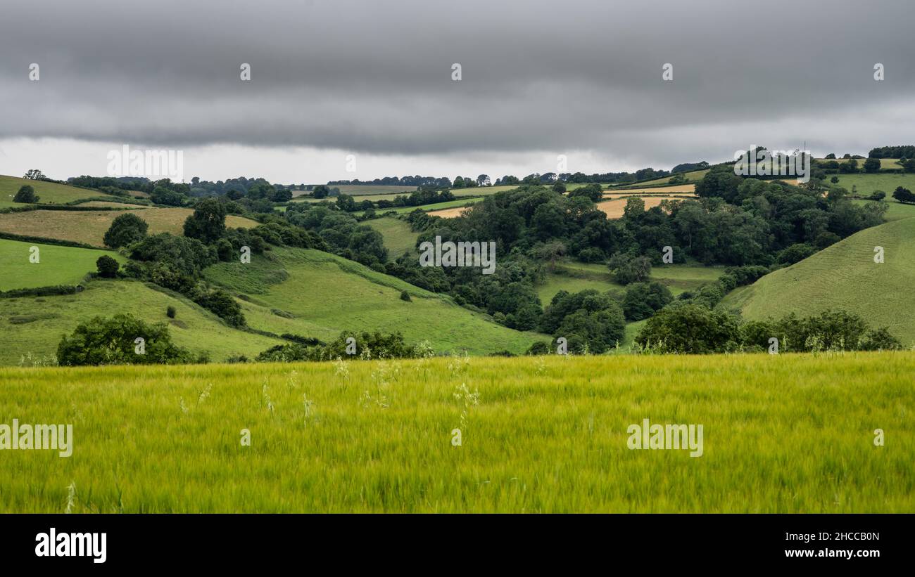 Trees and fields cover the rolling green hills of England's Cotswolds ...