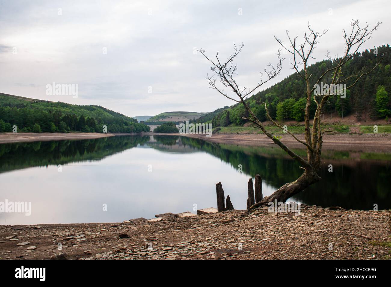 A tree stands on the shore of Derwent Reservoir during low water in the ...