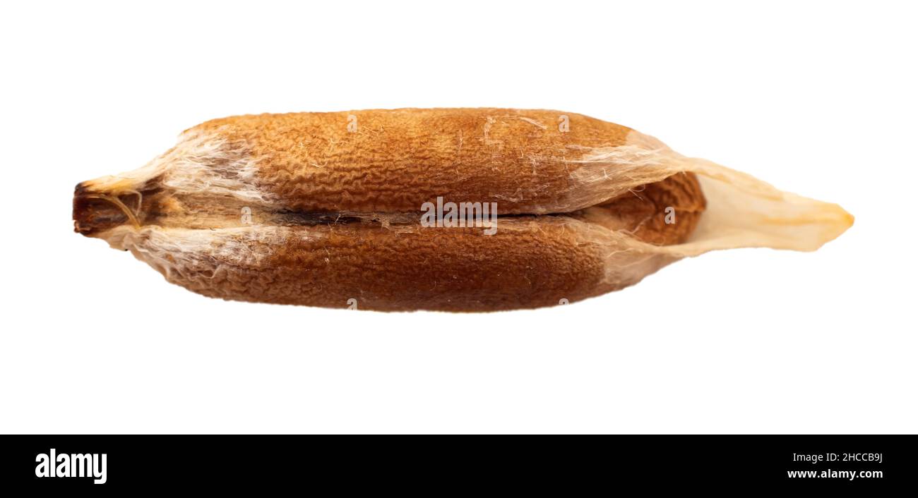 Fresh dates on branches hi-res stock photography and images - Alamy