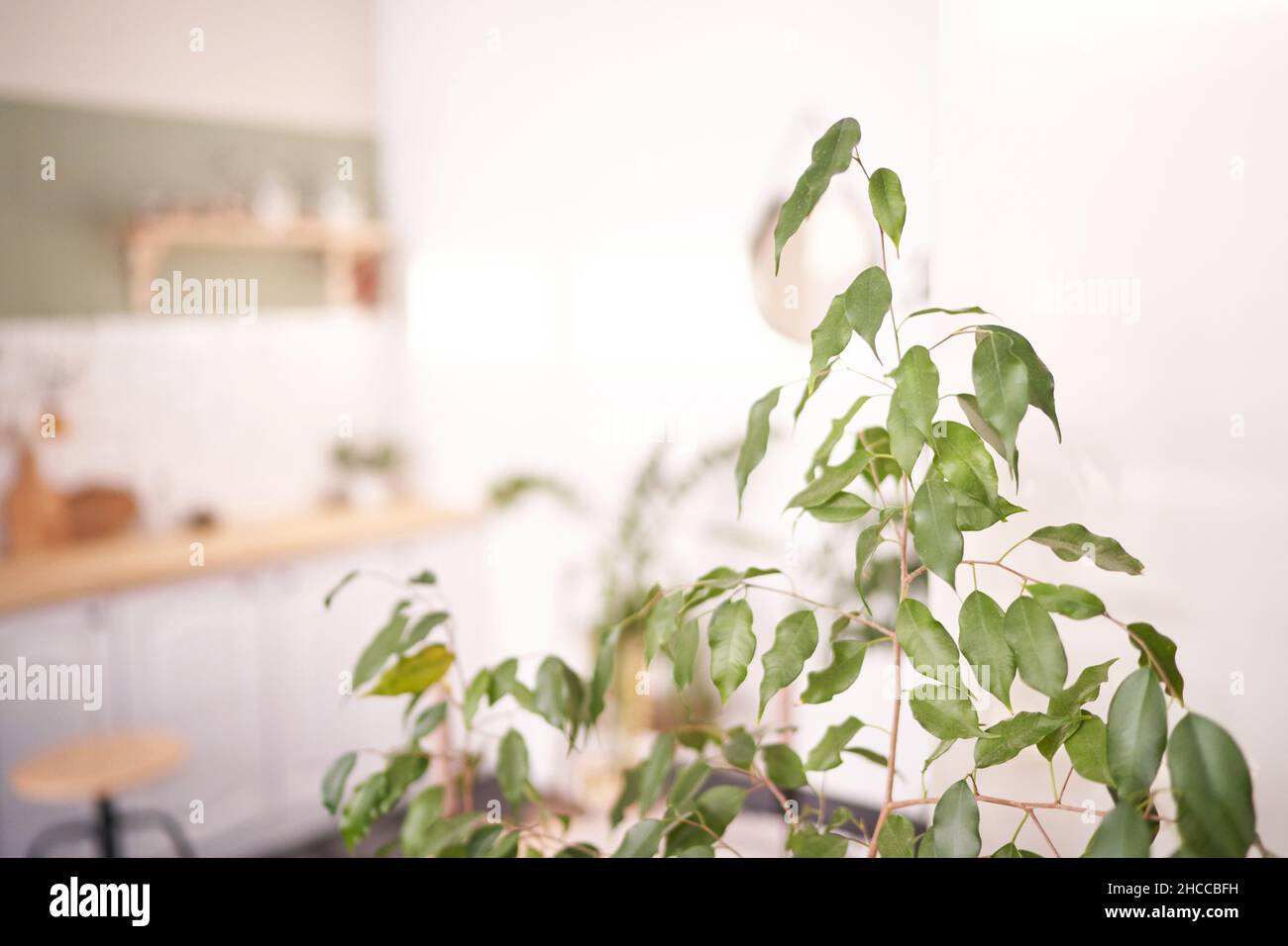 Trendy ficus flower. Bedroom interior design. Minimal bouquet. Grass ...