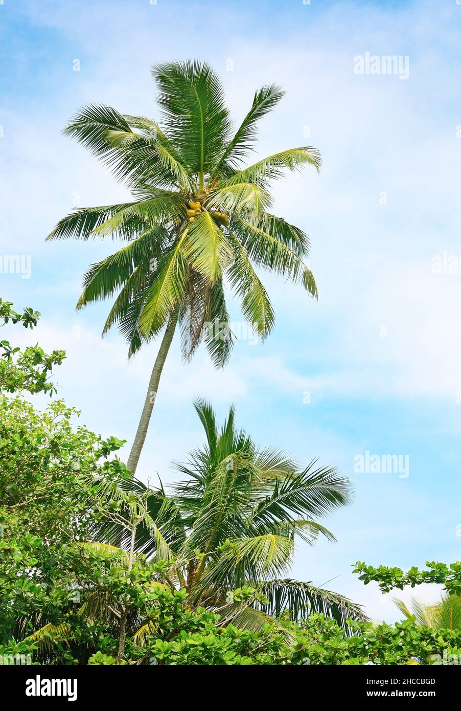 High coconut tree hi-res stock photography and images - Alamy