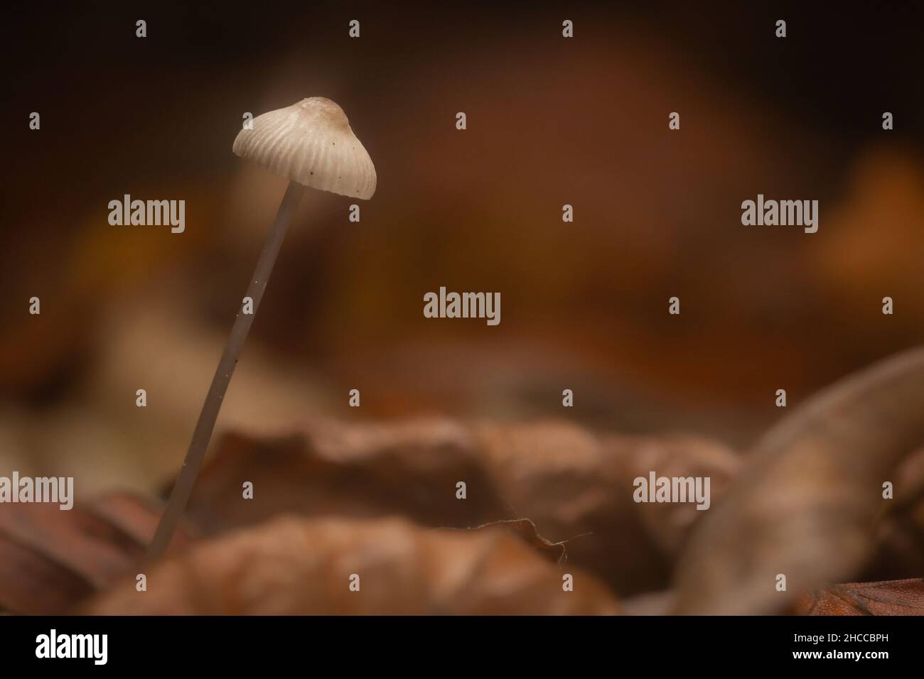 A single fungi pushes up through the leaf litter of the Somerset ...