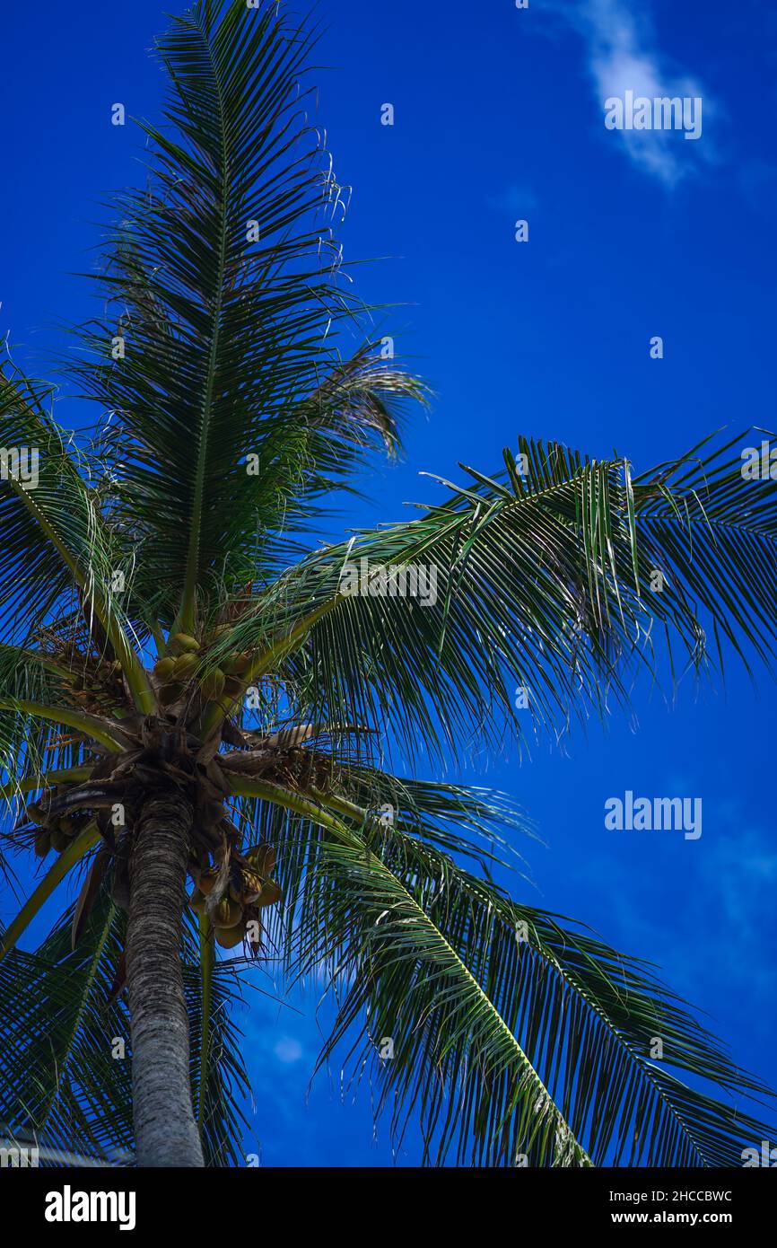 Low angle shot of palm trees in Sabang Island, Aceh, Indonesia Stock ...