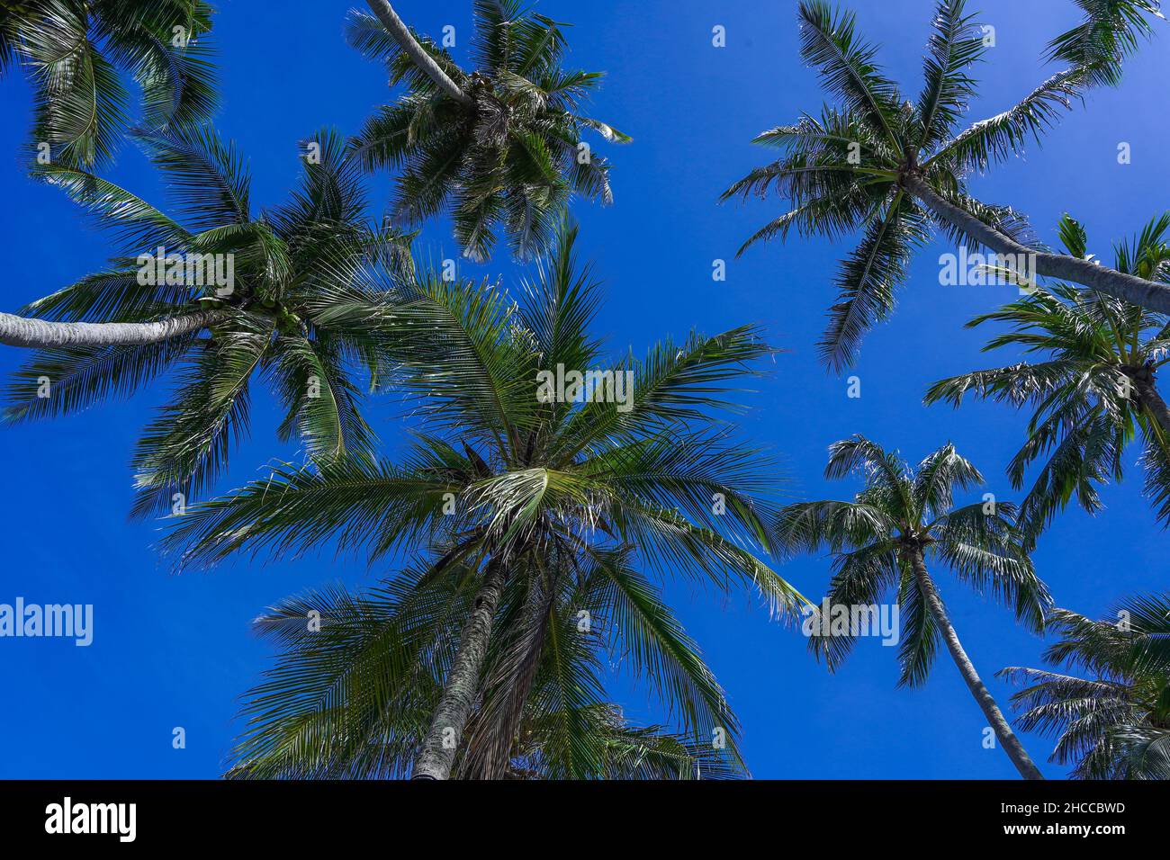 A low angle shot of palm trees in Sabang Island, Aceh, Indonesia Stock ...