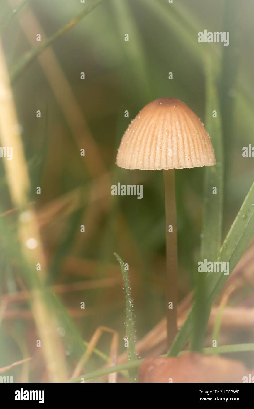 The tiny delicate fungi grows up through a grassy area of the Great ...