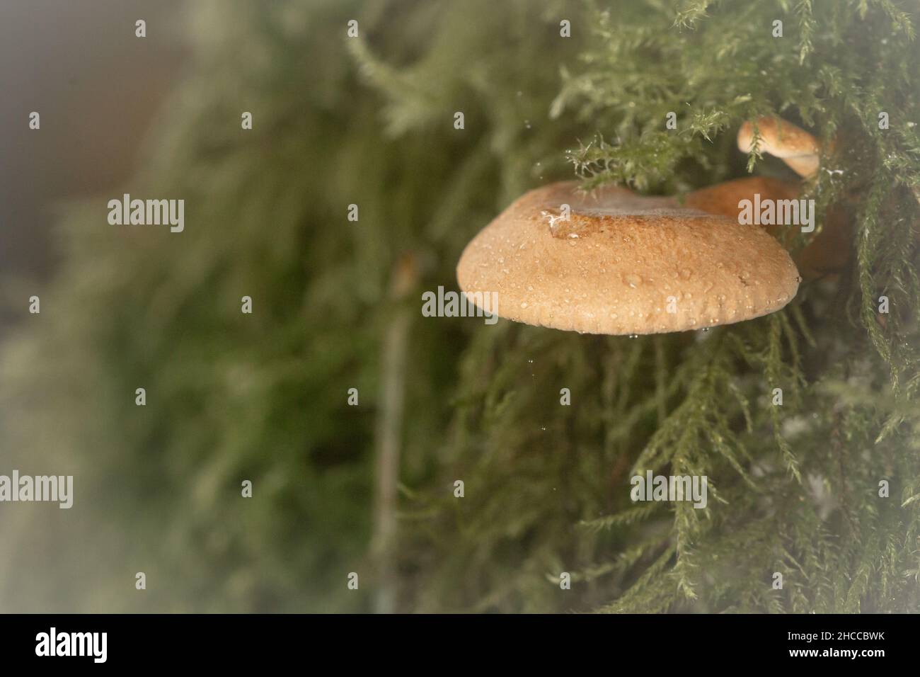 The small fungi grows in a moss covered tree stump in a Somerset ...
