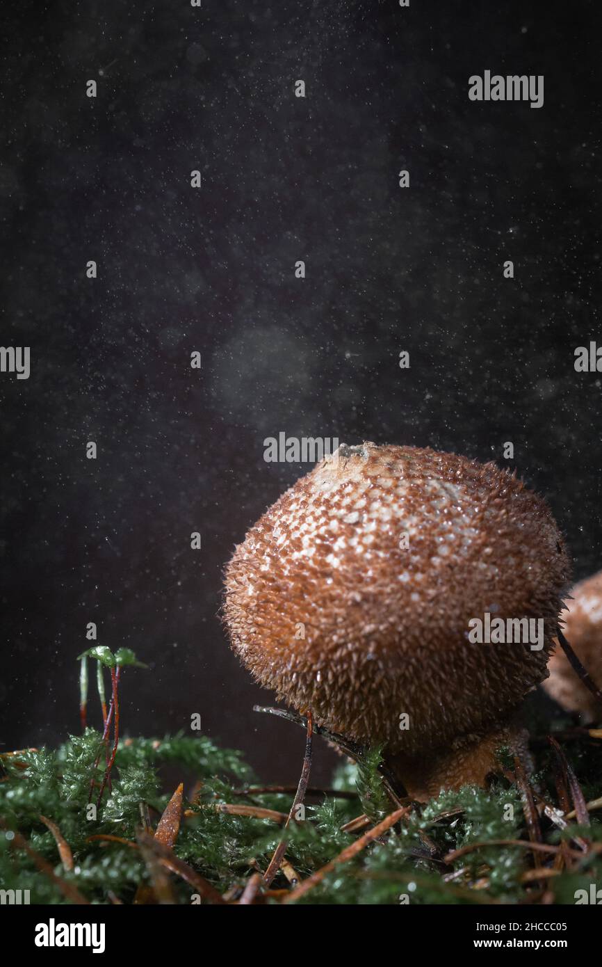 Sclerodemataceae hi-res stock photography and images - Alamy