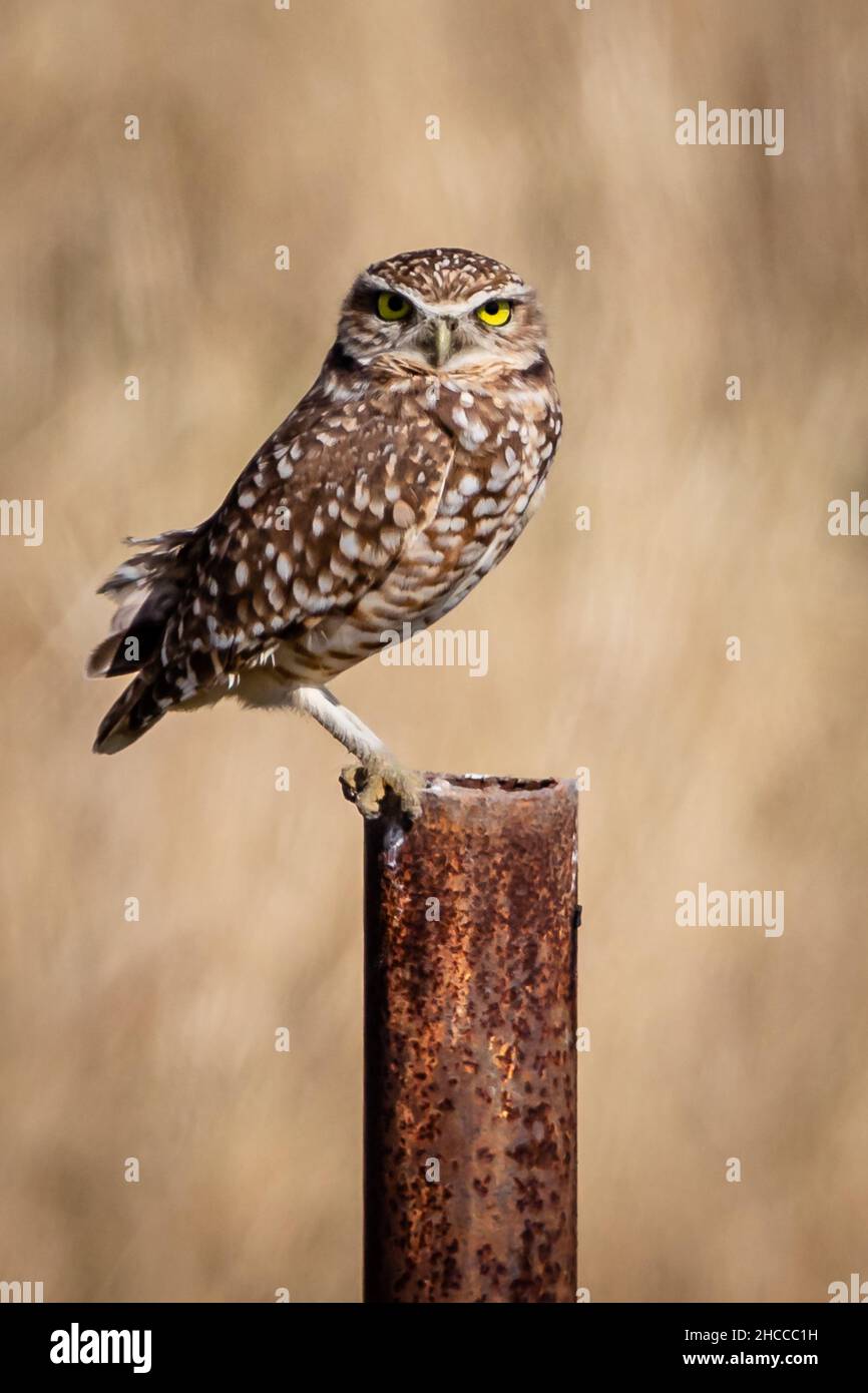 Burrowing Owl with big yellow eyes Stock Photo - Alamy
