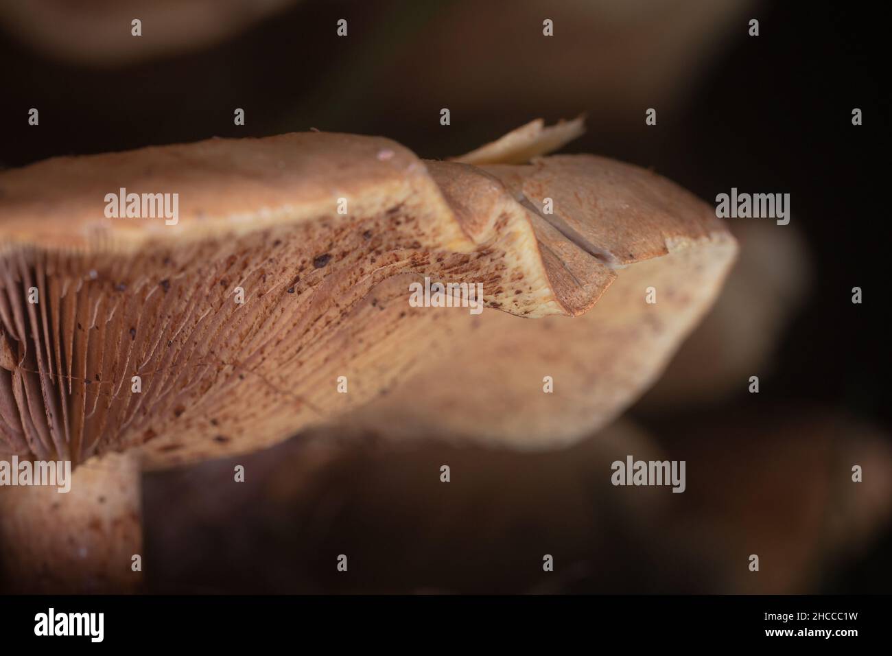 Close up of the gills of a toadstool Stock Photo - Alamy