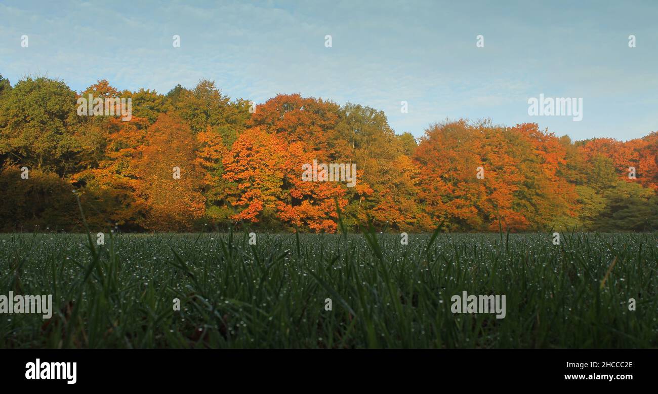 Morning dew sunrise hi-res stock photography and images - Alamy