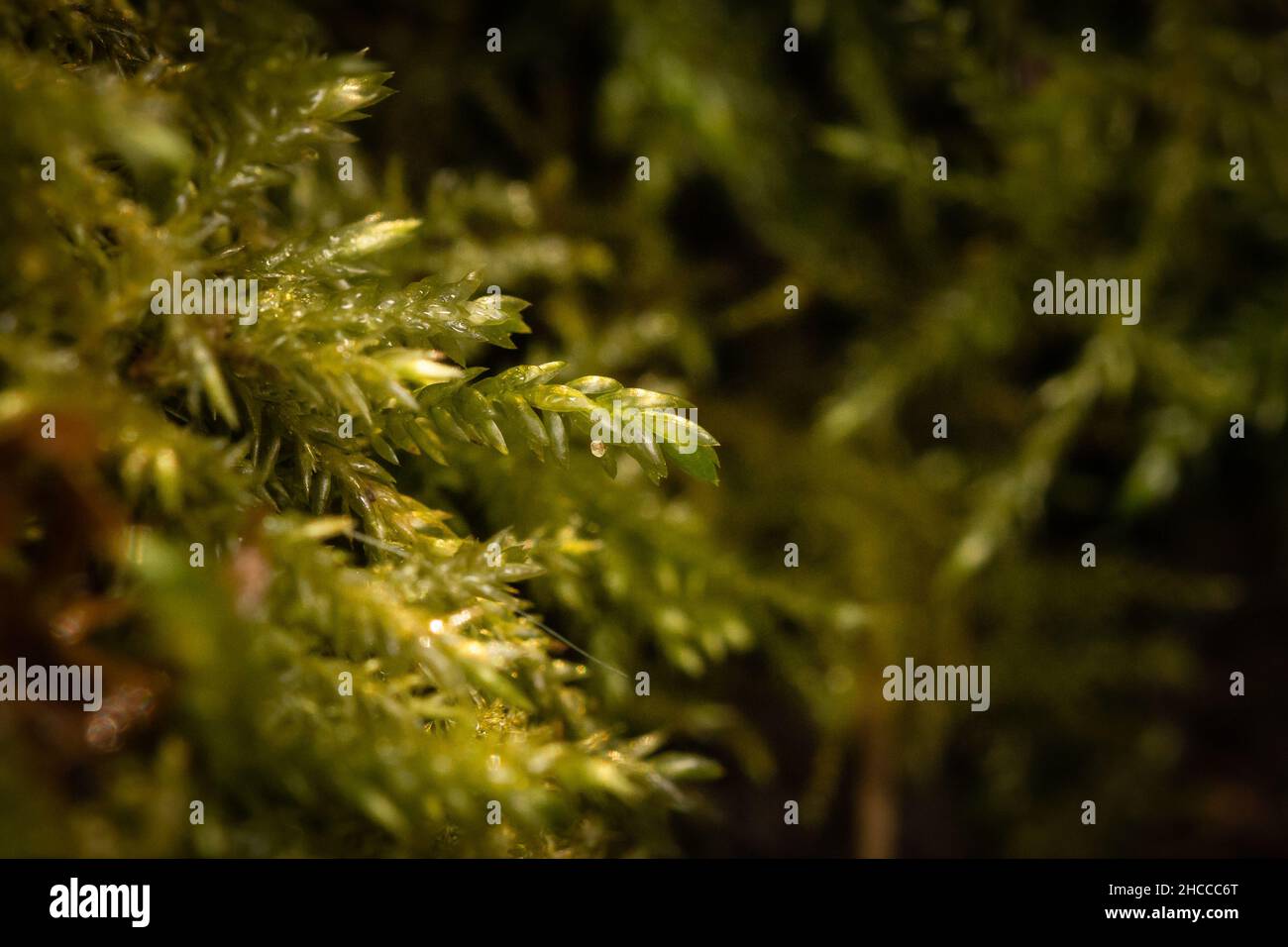 Bryophyta bryophyte moss plant hi-res stock photography and images - Alamy