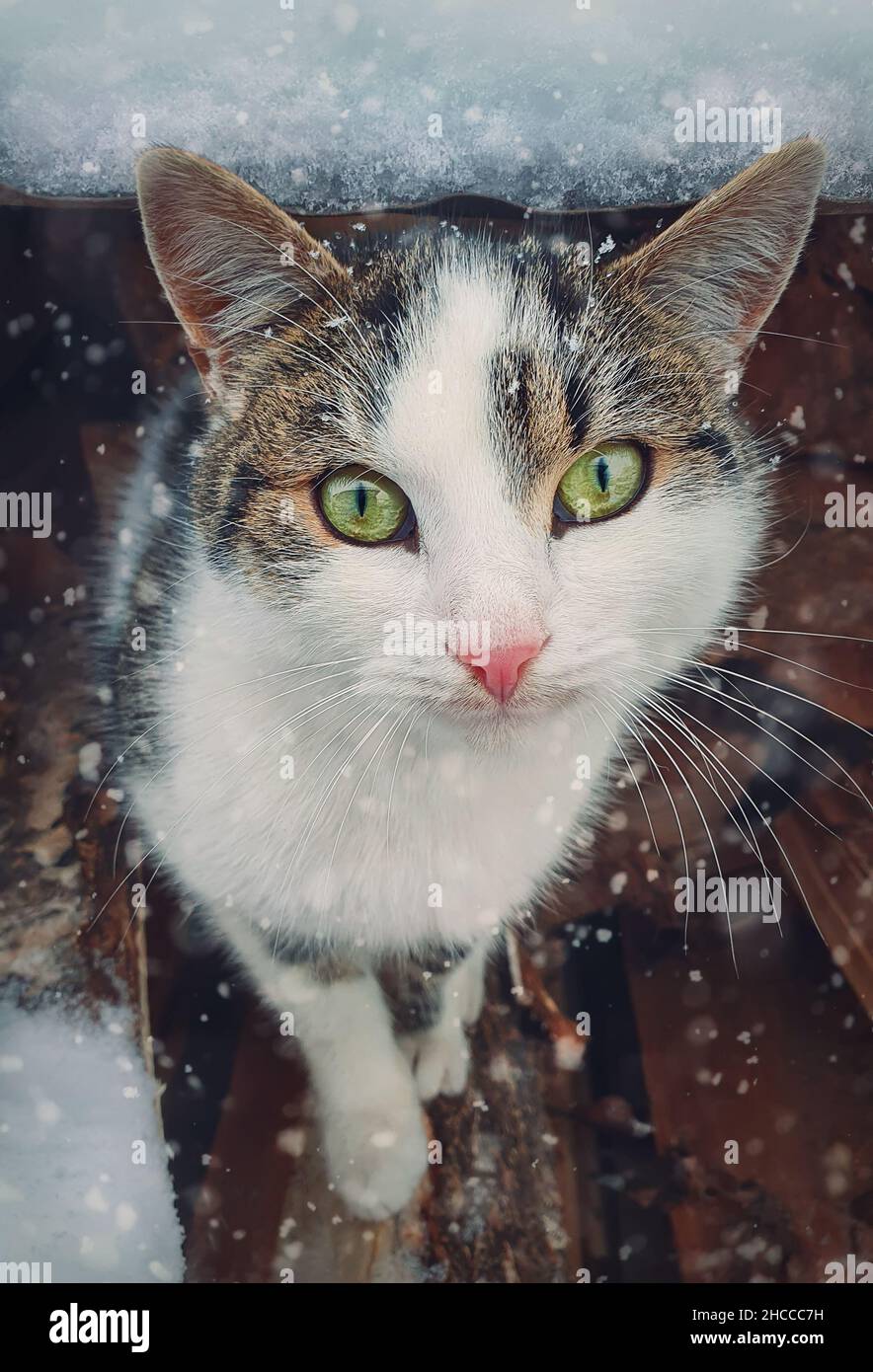 Winter season cat portrait. Close up kitten outdoor sheltering from ...