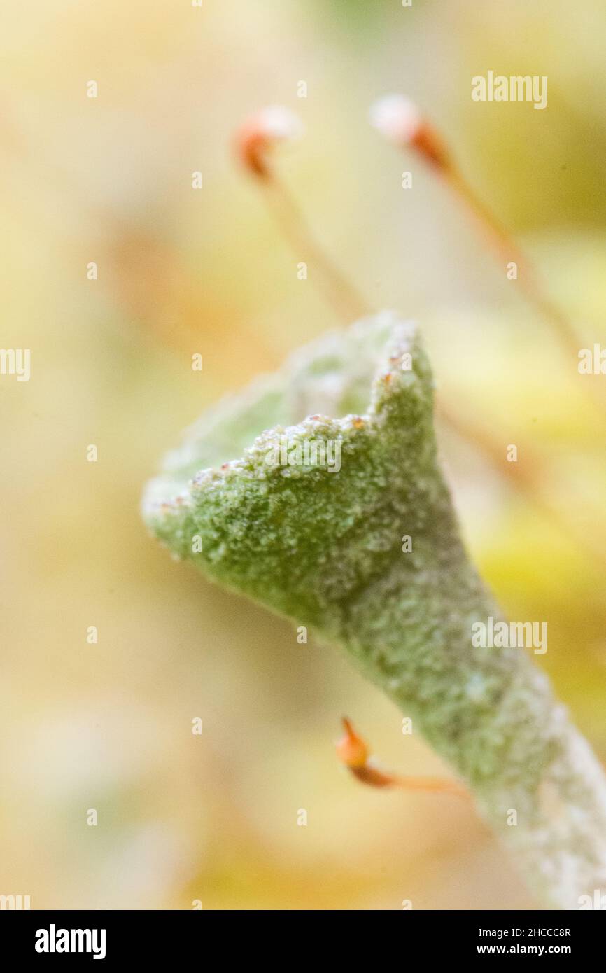 A pixie cup (Cladonia pyxidata) grows on a fallen tree on a Suffolk ...