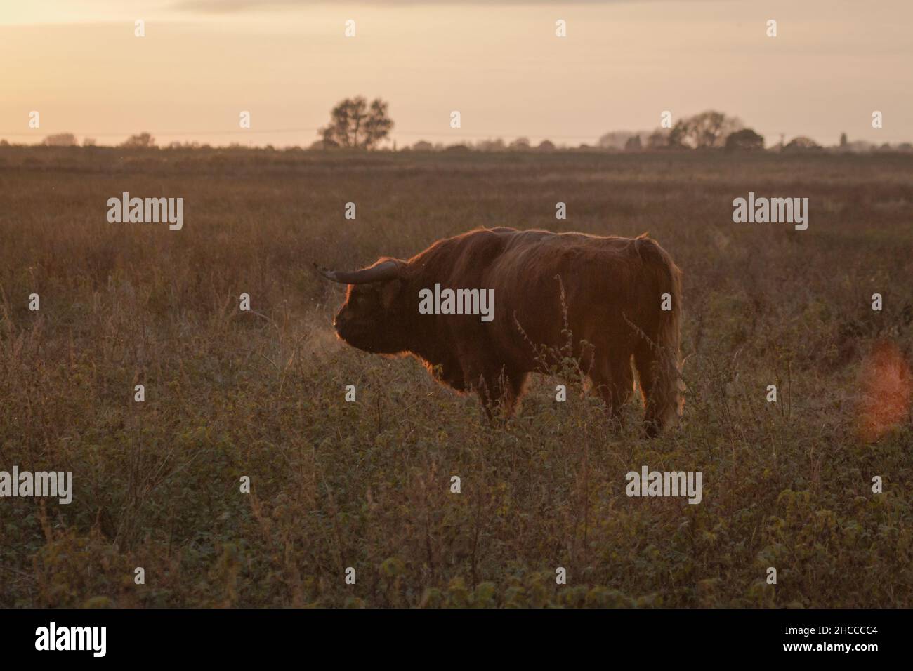 The highland cow catches the last light of the sun whilst staring out ...