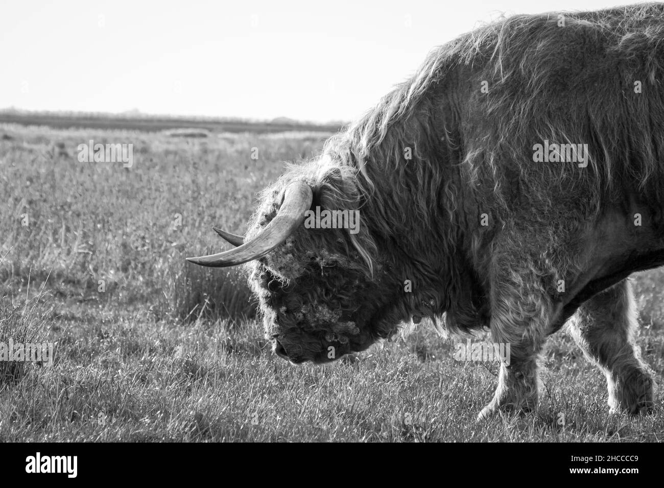 A black and white image of a highland cow grazing in a Suffolk fenland ...