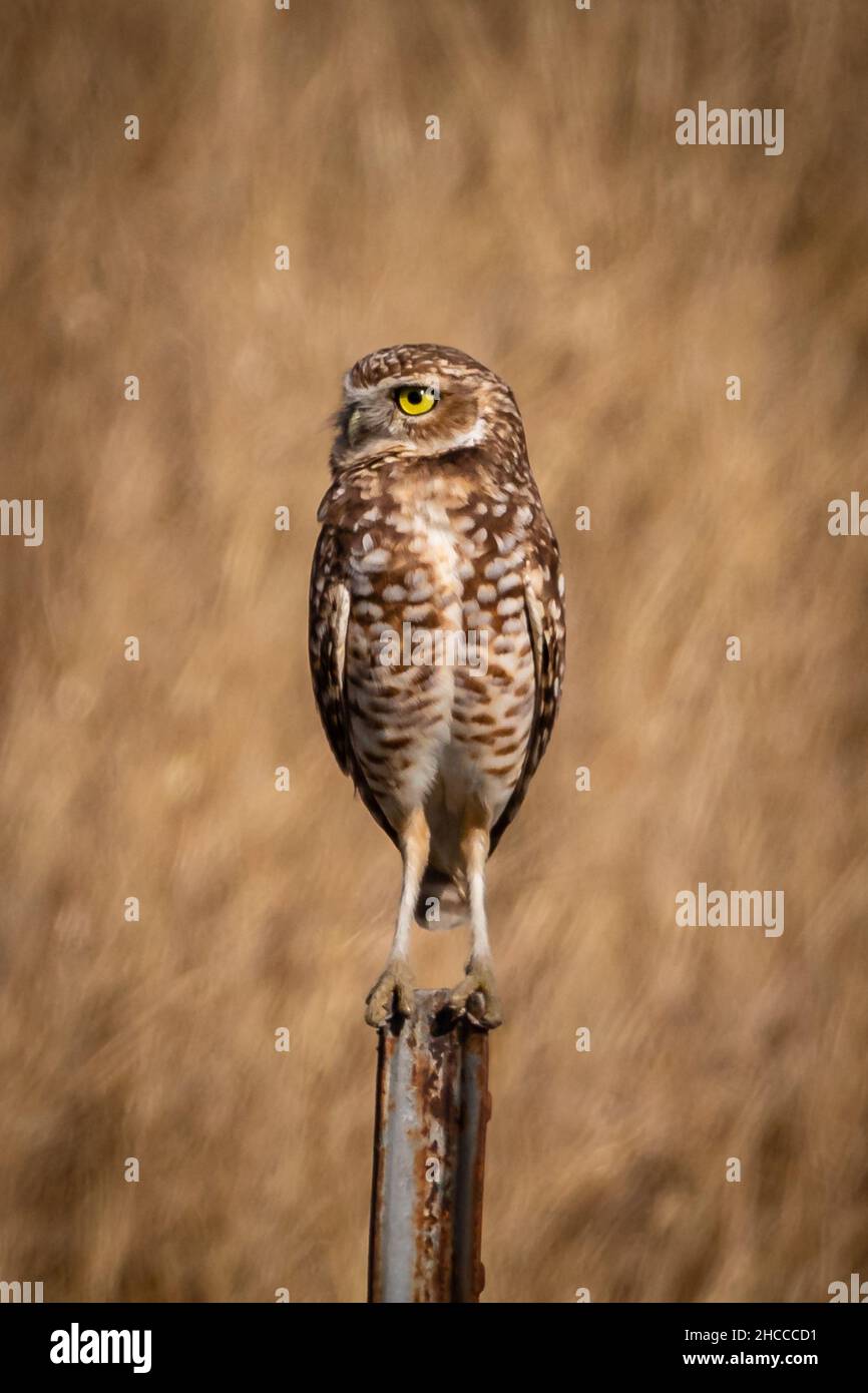 Burrowing Owl with big yellow eyes Stock Photo - Alamy