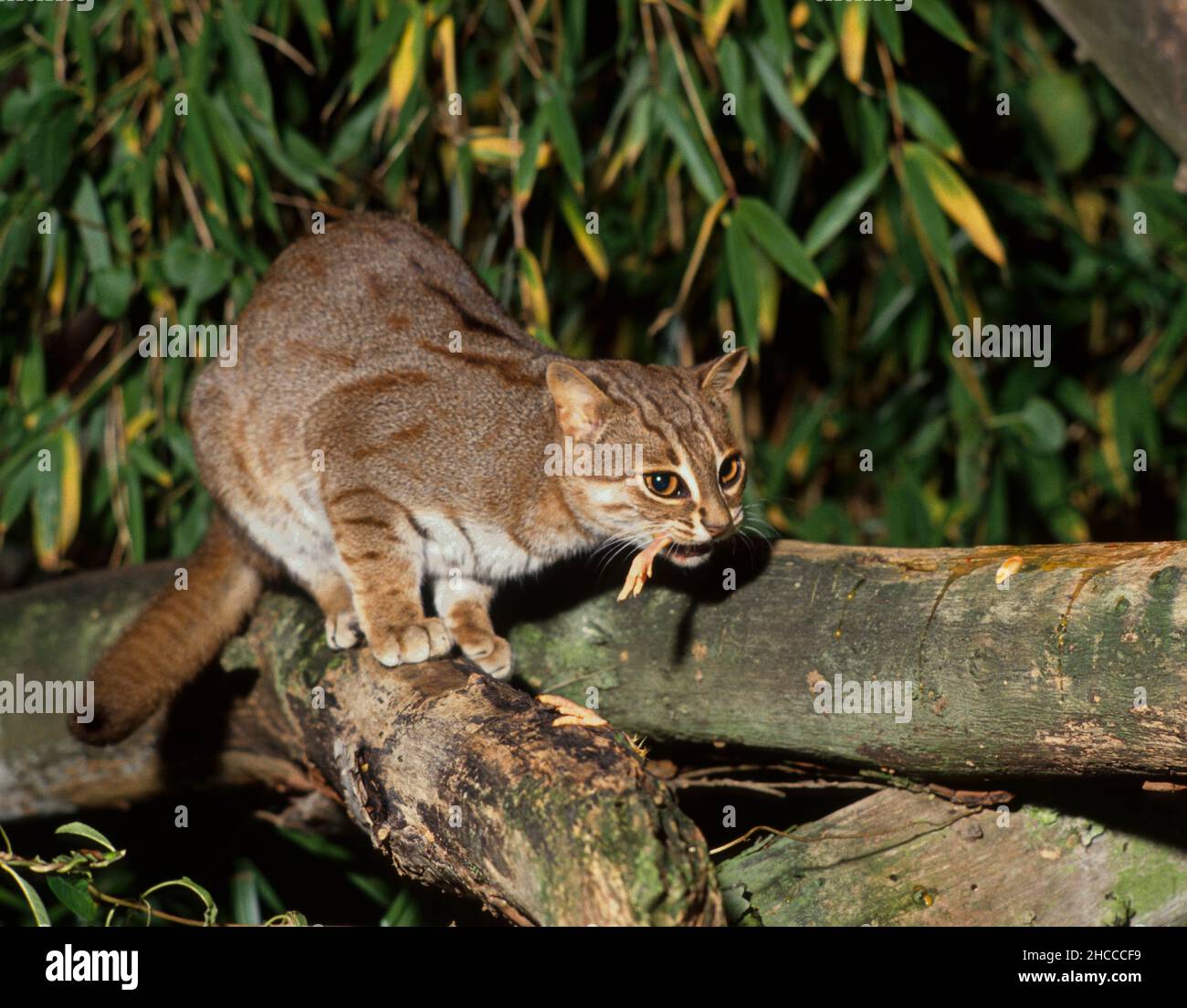 Rusty spotted cats hi-res stock photography and images - Alamy