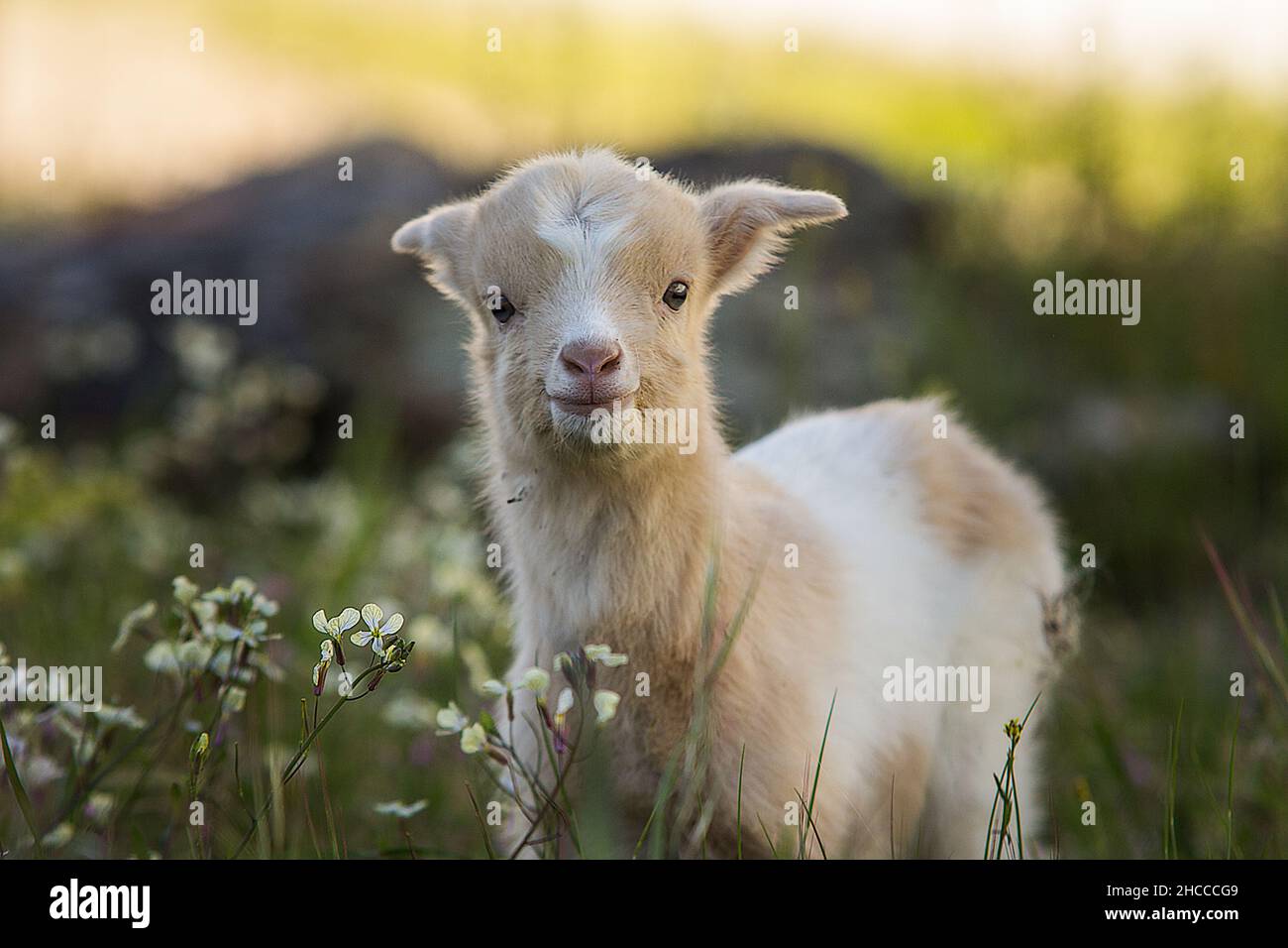 Portrait of an adorable baby goat in the wild Stock Photo - Alamy