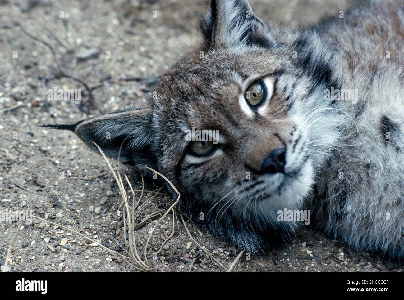 Eurasian lynx (lynx lynx) head shot looking directly towards camera ...