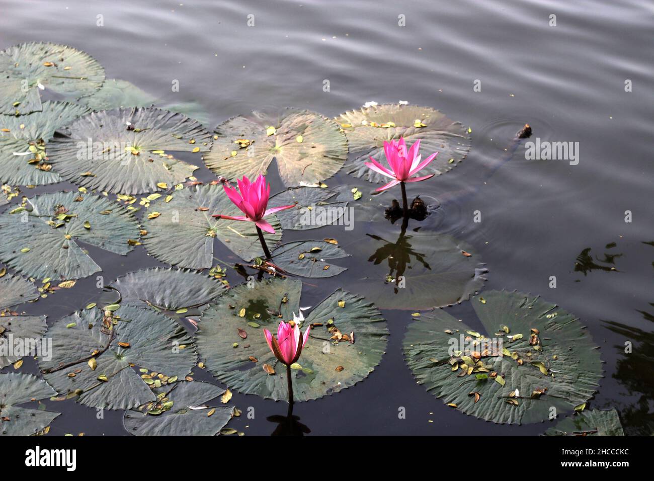 awesome beautiful red water-lily flower with water Stock Photo - Alamy