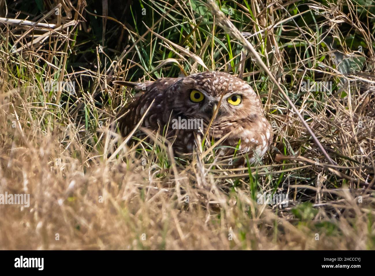Burrowing Owl with big yellow eyes Stock Photo - Alamy