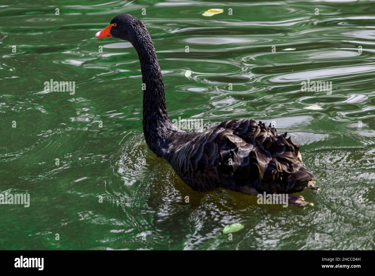 Graceful black swan floating hi-res stock photography and images - Alamy