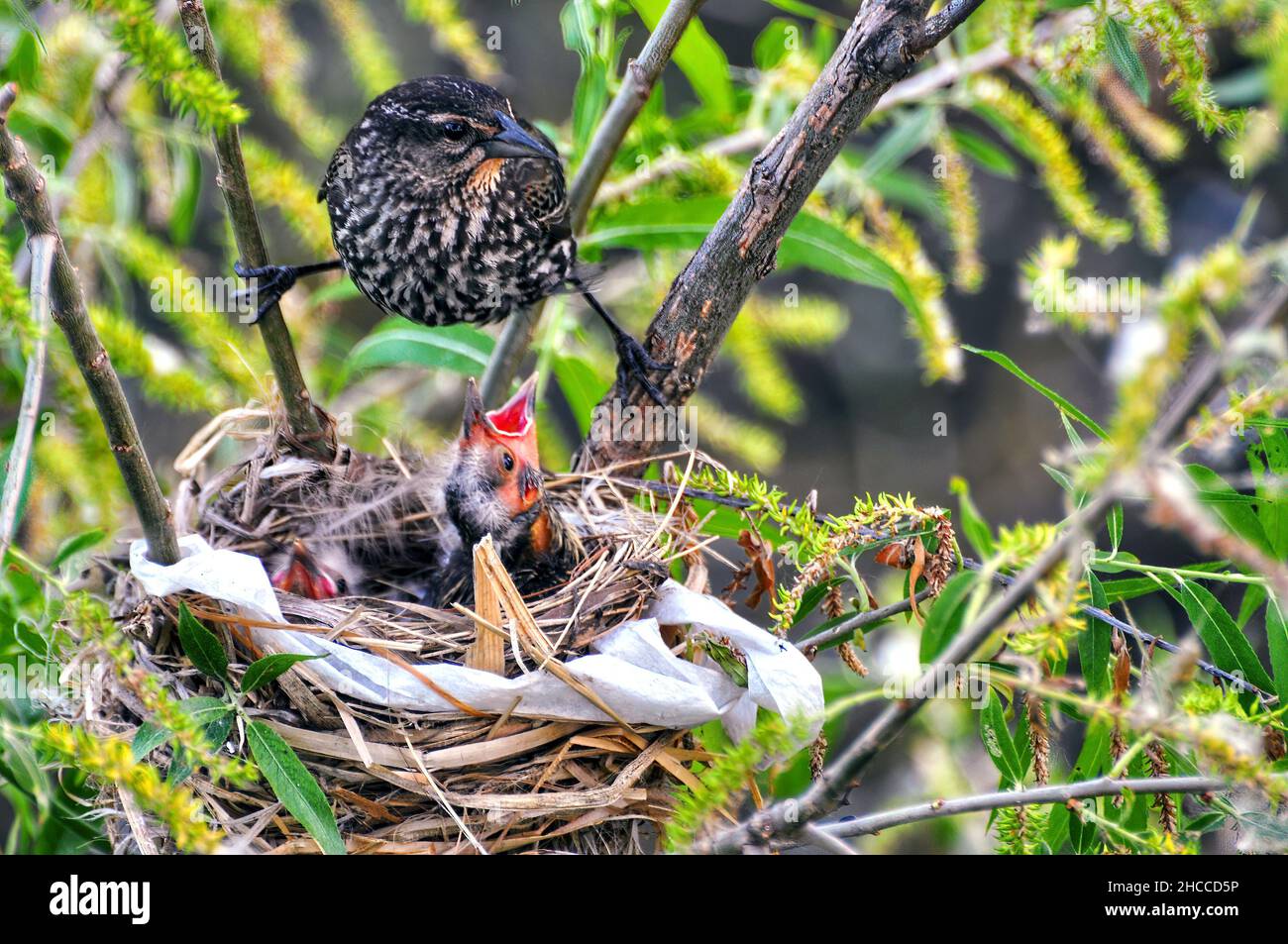 A mama Red-winged Blackbird looks out for predators that may harm her ...
