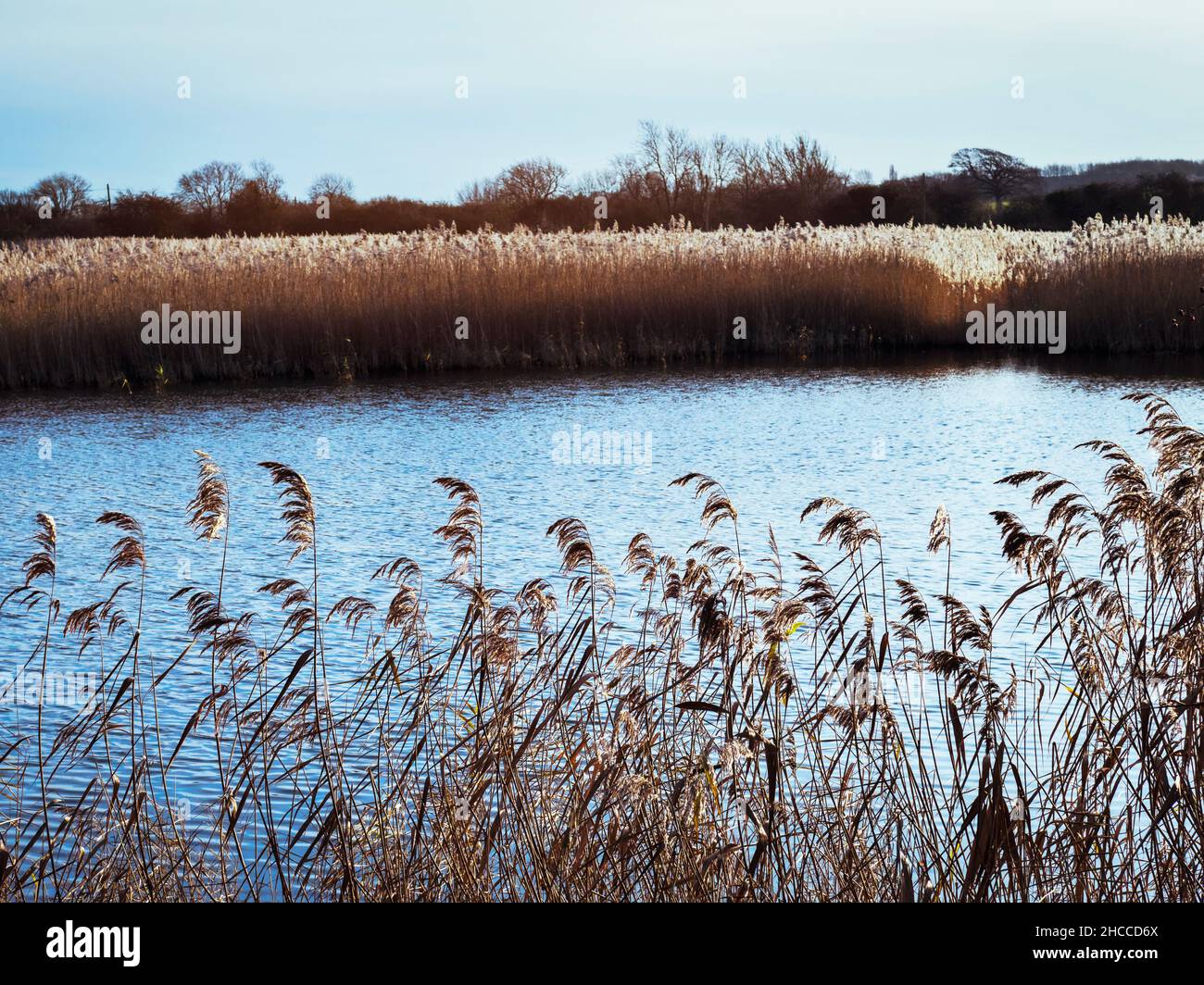 Water pond reeds in hi-res stock photography and images - Alamy