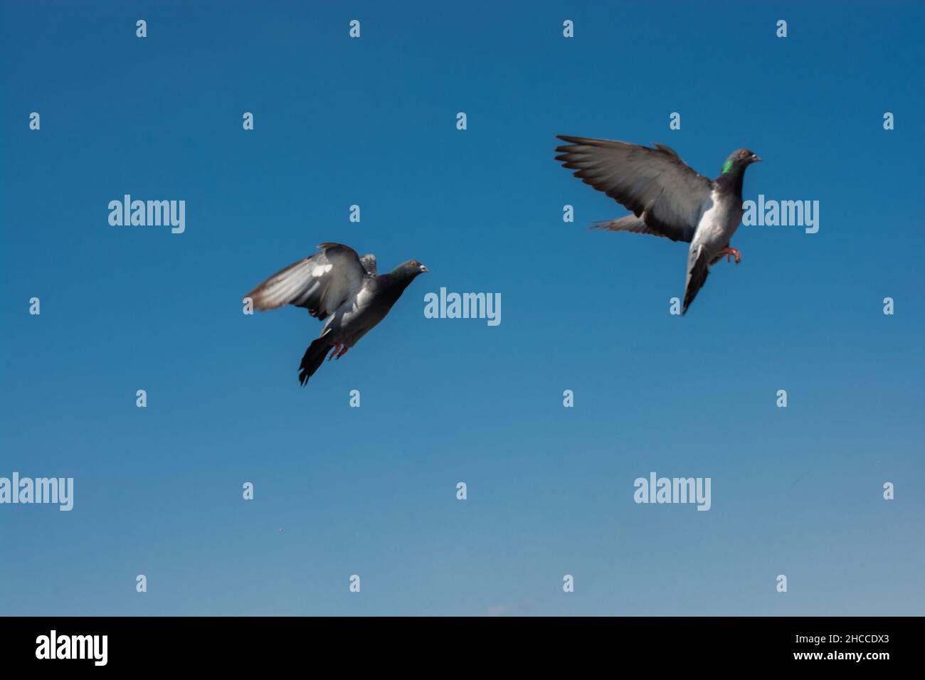 Flying of doves hi-res stock photography and images - Alamy