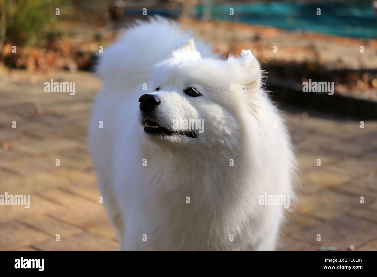 Female samoyed hi-res stock photography and images - Alamy
