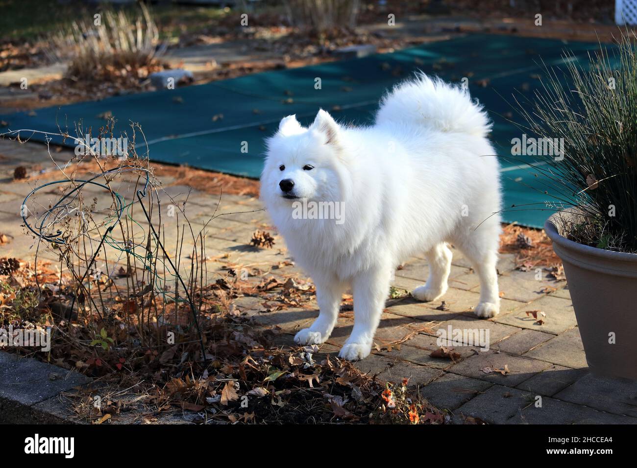 Samoyed hi-res stock photography and images - Alamy