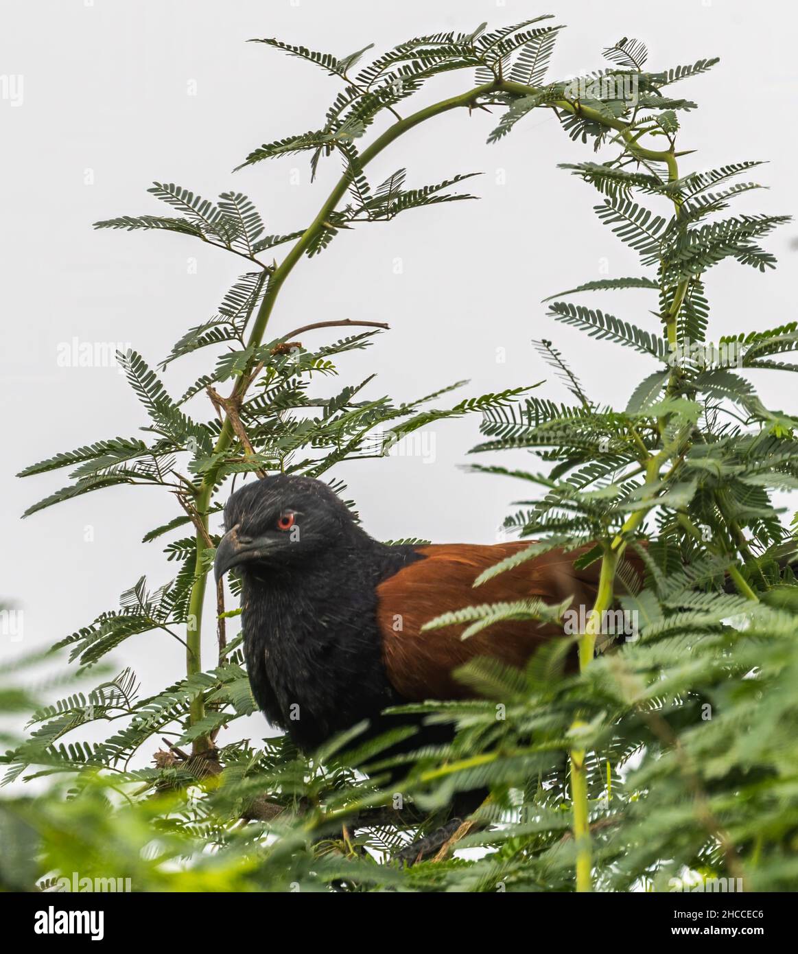 Common Coucal High Resolution Stock Photography and Images - Alamy