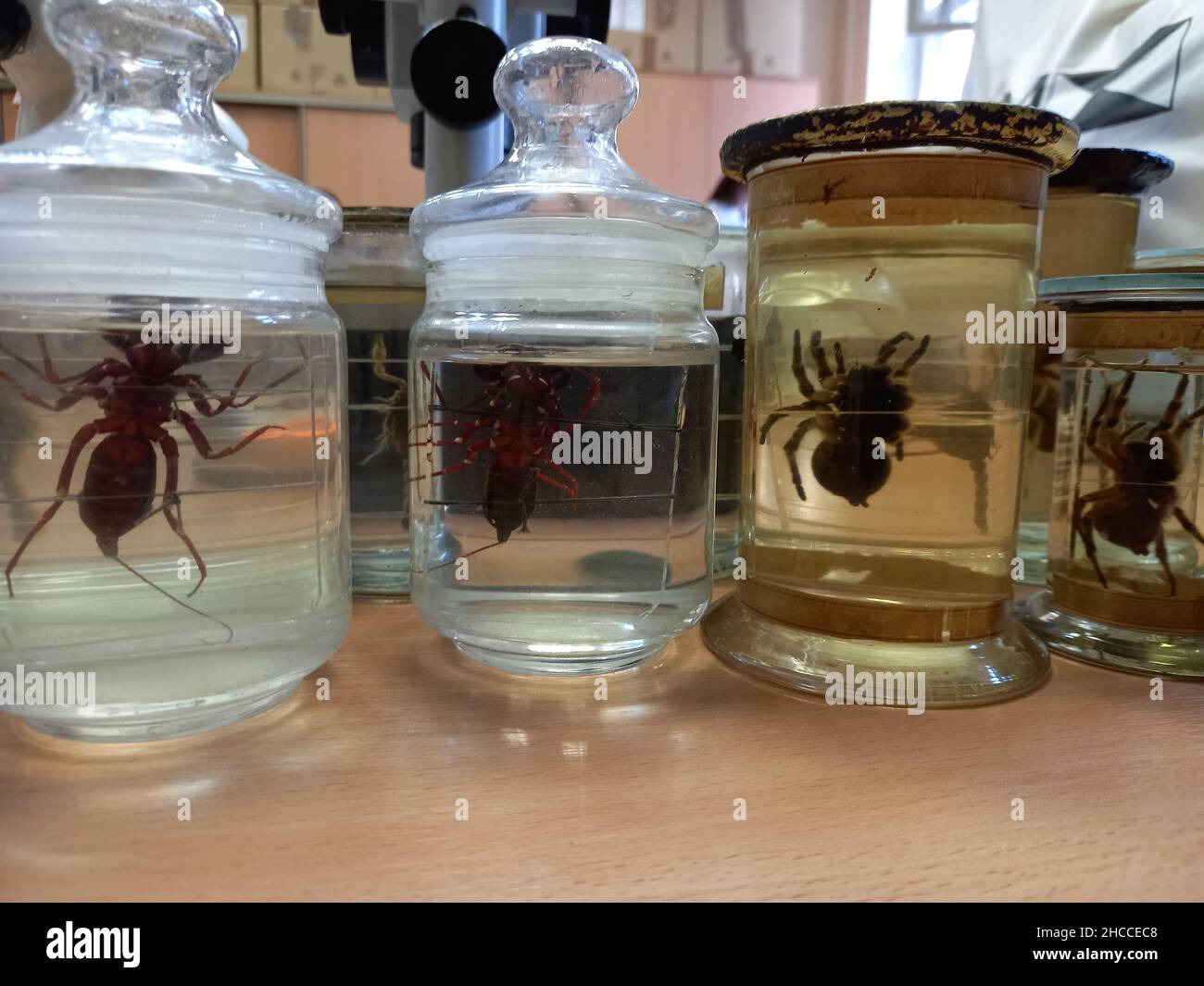 Biological exhibits, large spiders in jars with formalin, formaldehyde ...