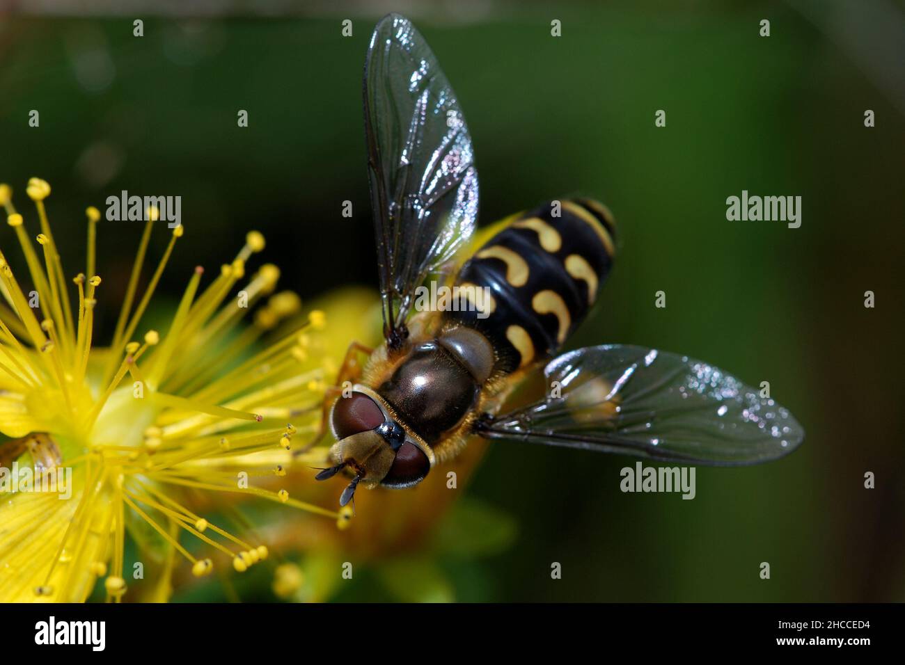Vosicka hi-res stock photography and images - Alamy