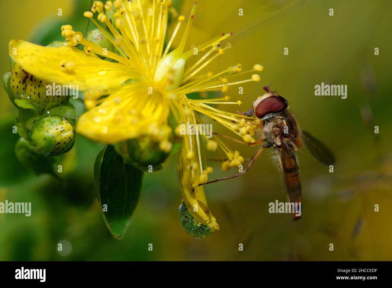 Vosicka hi-res stock photography and images - Alamy