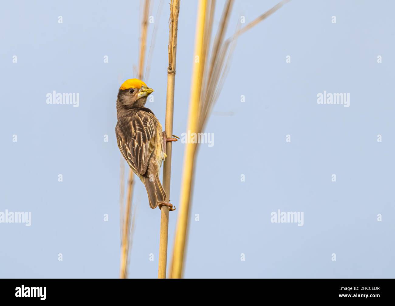 Weaver bird on a dry grass looking back Stock Photo - Alamy