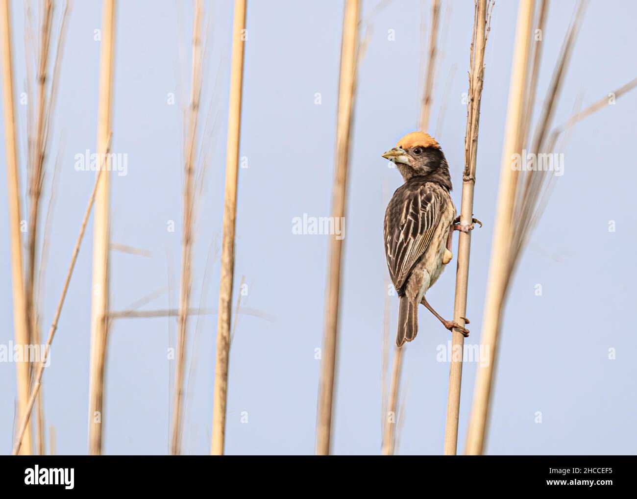 Weaver bird resting on dry grass looking back Stock Photo - Alamy