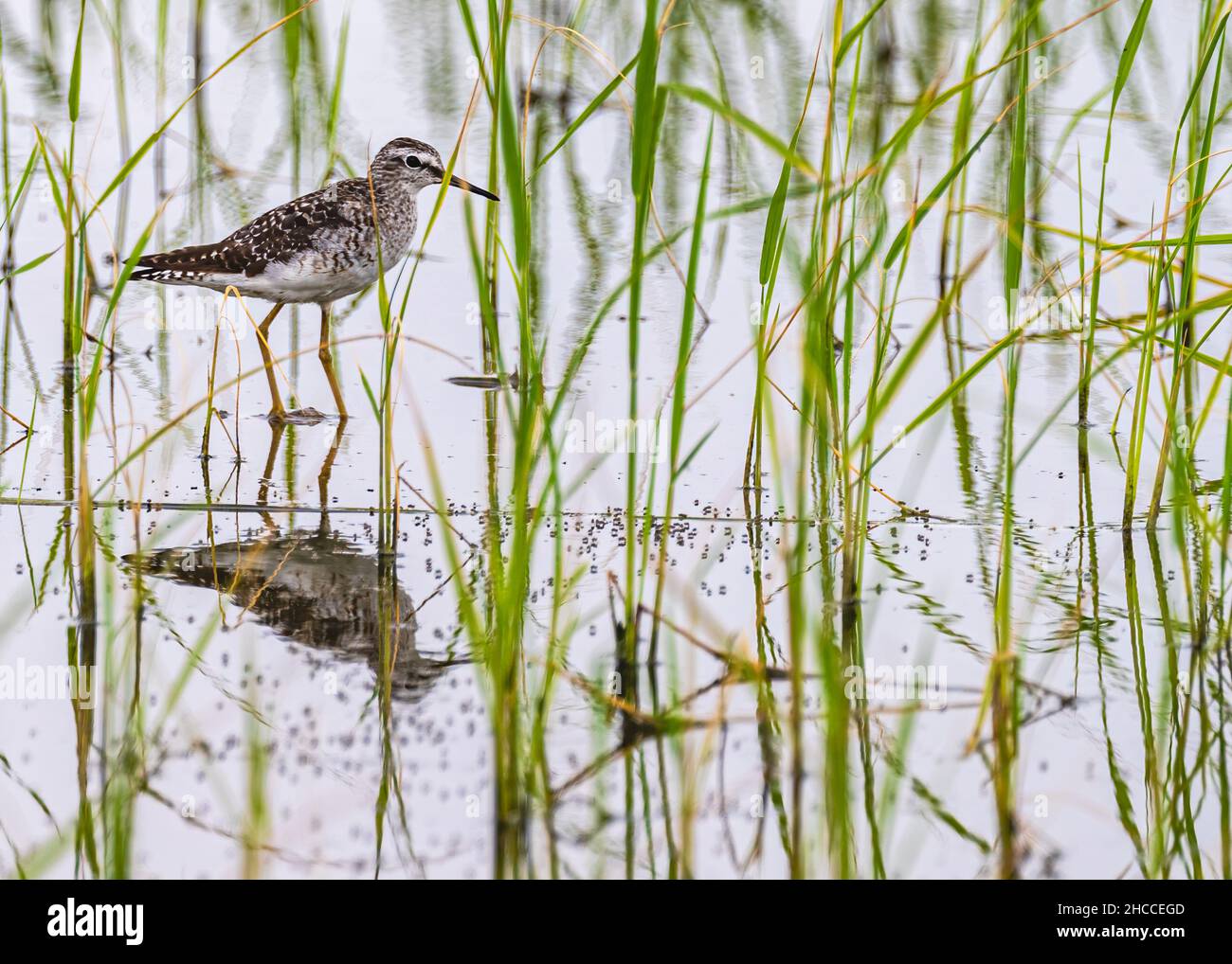 Wood sandpiper flying hi-res stock photography and images - Alamy